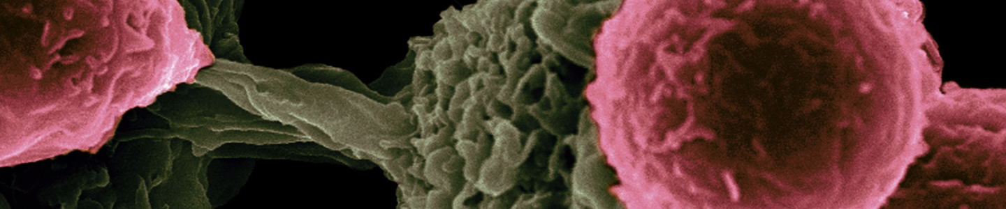 THP-1 Reporter Cells | ATCC