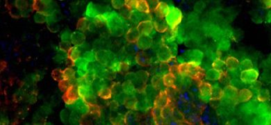 Mouse Embryonic Stem Cells | ATCC