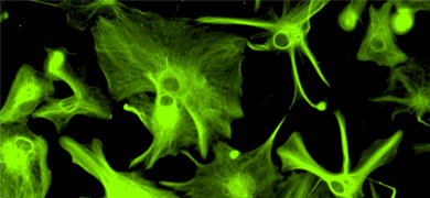 Neurosphere Culture from Neural Progenitor Cells | ATCC