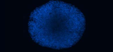 Neural progenitor cells | ATCC