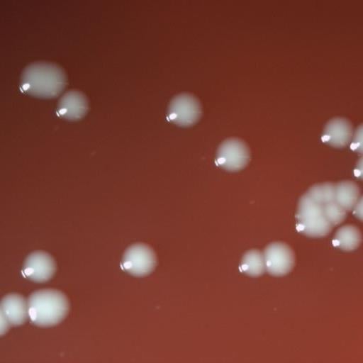 Corynebacterium ulcerans Riegel et al. - 51799 | ATCC