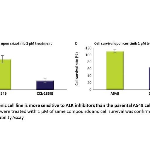 EML4-ALK Fusion-A549 Isogenic Cell Line Human - CCL-185IG | ATCC