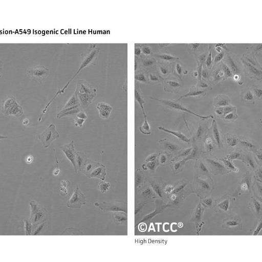 EML4-ALK Fusion-A549 Isogenic Cell Line Human - CCL-185IG | ATCC
