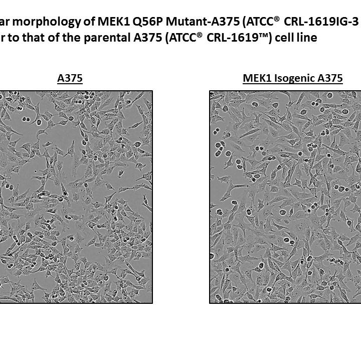 MEK1 Mutant-A375 Isogenic Cell Line - CRL-1619IG-3 | ATCC