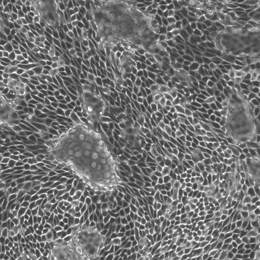 RPTEC/TERT1 - CRL-4031 | ATCC