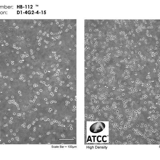 D1-4G2-4-15 - HB-112 | ATCC