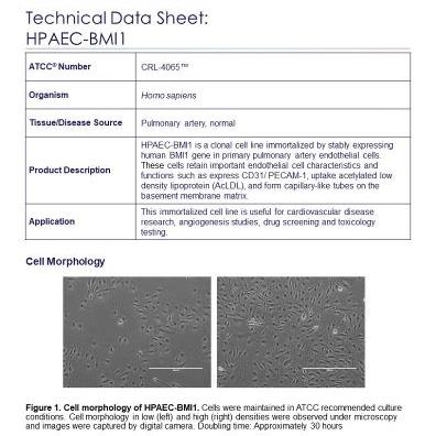 HPAEC-BMI1 - CRL-4065 | ATCC