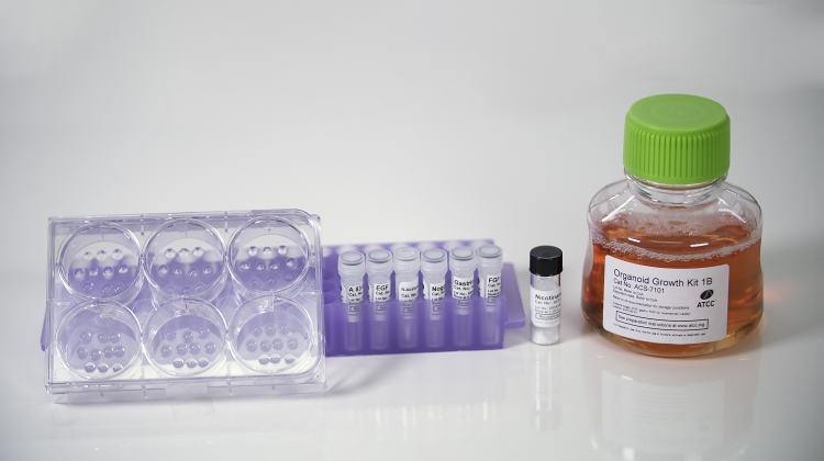 Organoid Growth Kits | ATCC