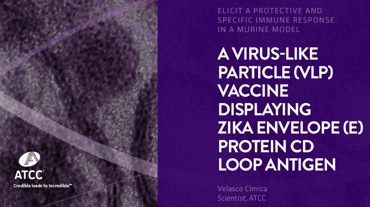 A Virus-Like Particle Vaccine Displaying Zika Envelope Protein CD Loop ...
