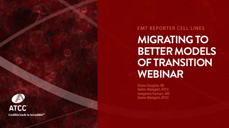 EMT Reporter Cell Lines: Migrating to Better Models of Transition | ATCC