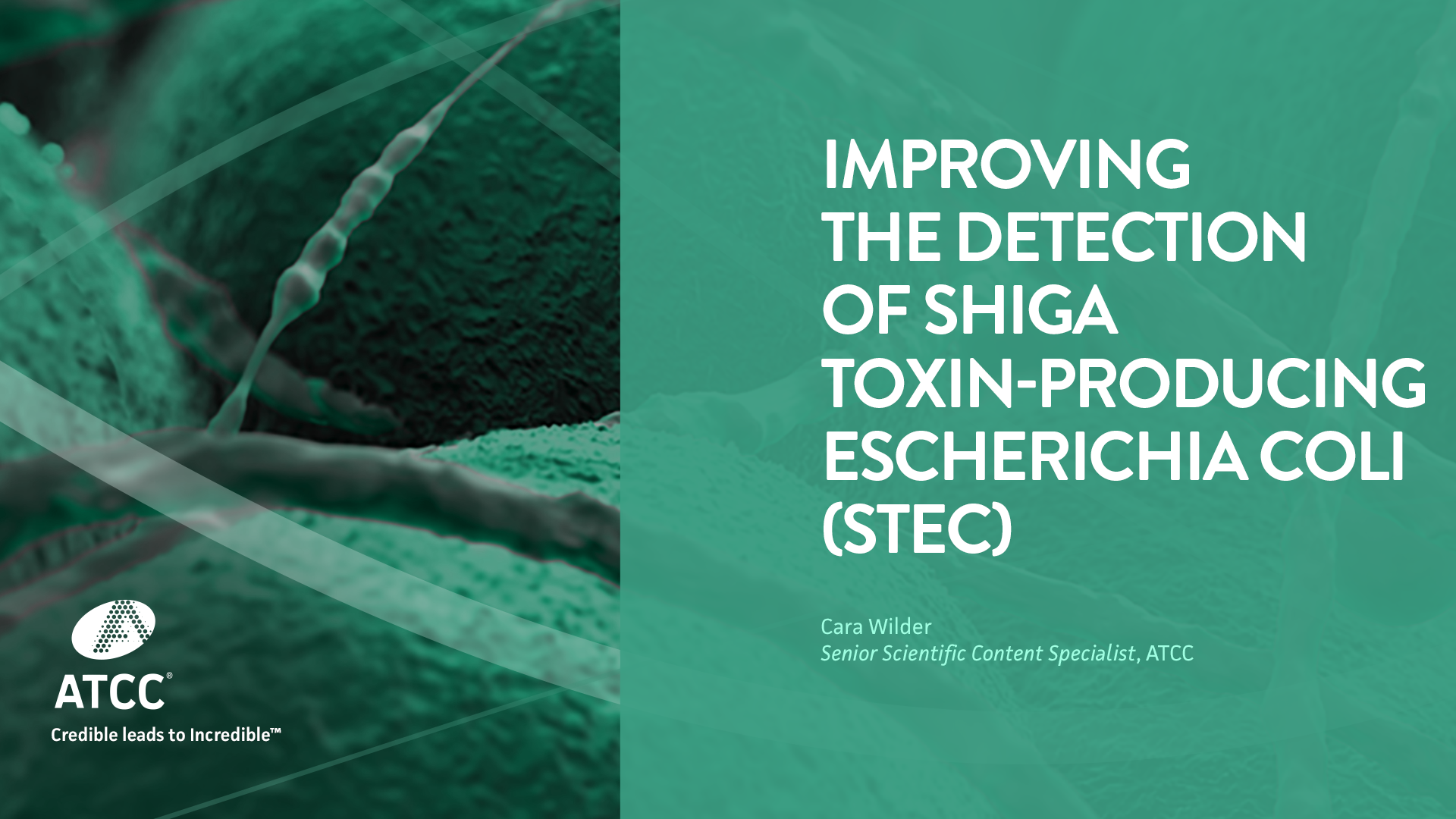 Improving the Detection of Shiga Toxin-producing Escherichia coli | ATCC