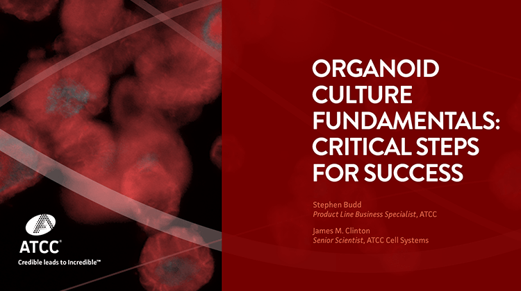 Organoid Culture Fundamentals - Critical Steps for Success | ATCC
