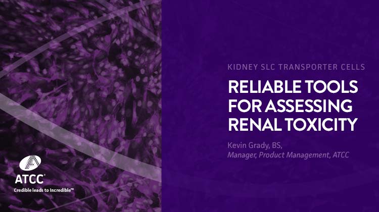 Kidney SLC Transporter Cells – Reliable Tools for Assessing Renal ...
