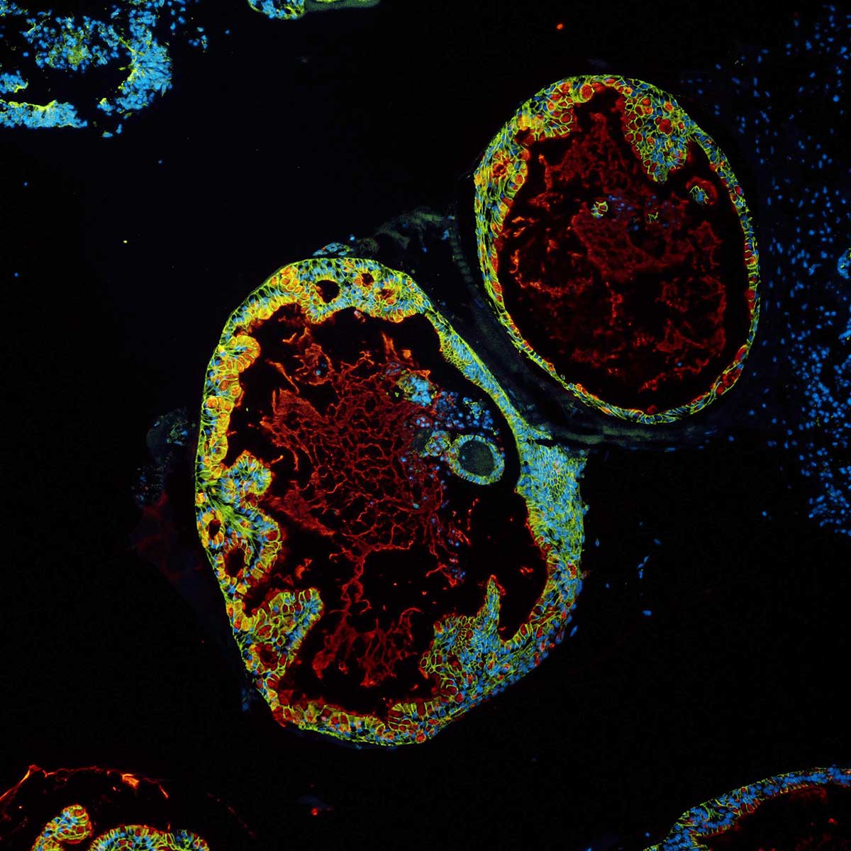 Directed Differentiation of Gastrointestinal Epithelial Organoids | ATCC