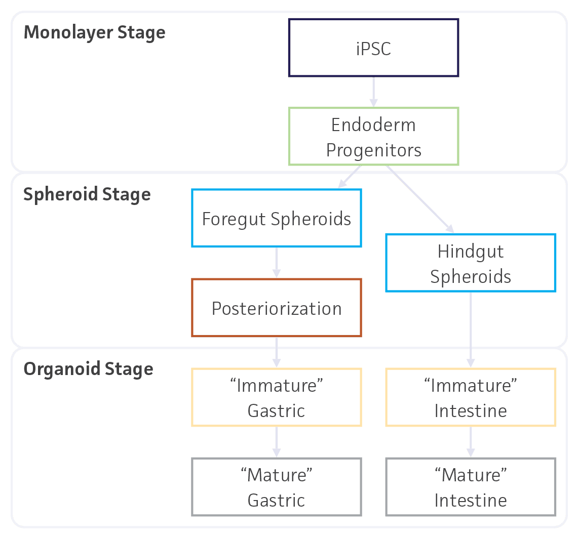 Directed Differentiation of Gastrointestinal Epithelial Organoids | ATCC