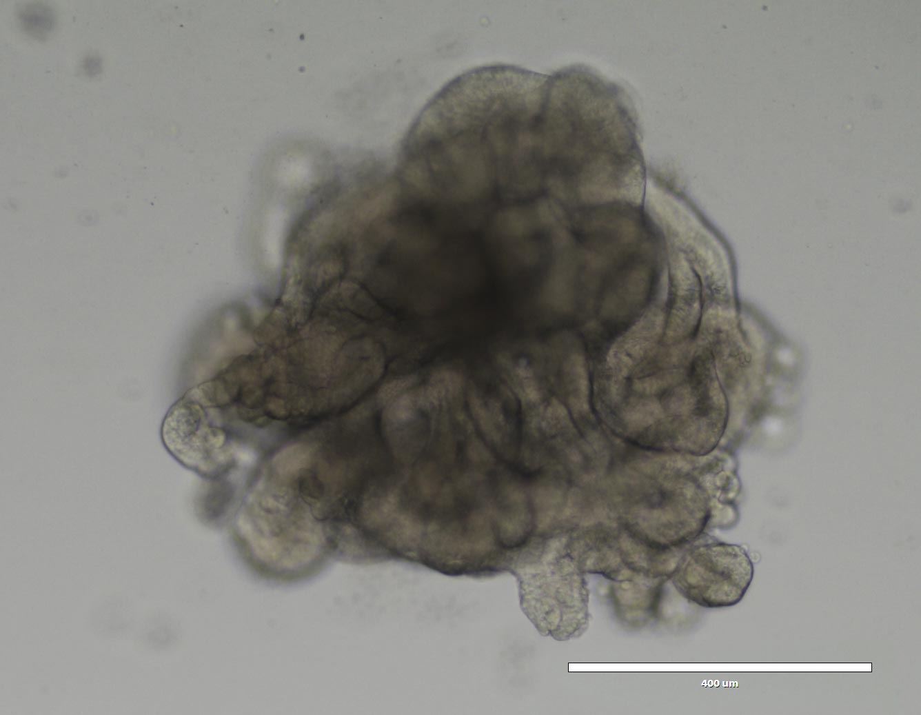 Directed Differentiation of Gastrointestinal Epithelial Organoids | ATCC