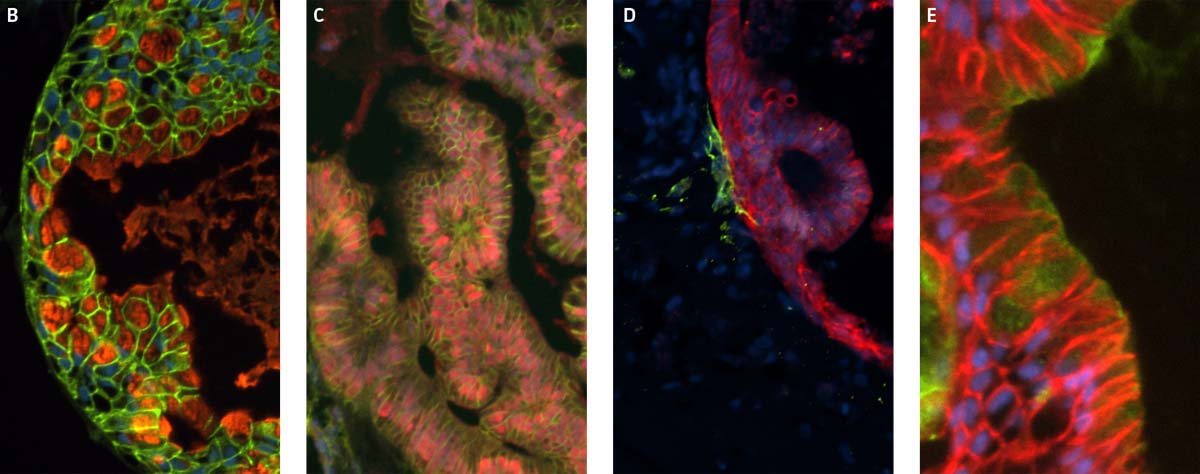 Directed Differentiation of Gastrointestinal Epithelial Organoids | ATCC