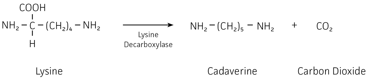 Introduction to Microbiology | ATCC
