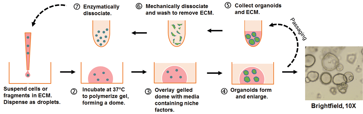Organoid Culture Guide | ATCC