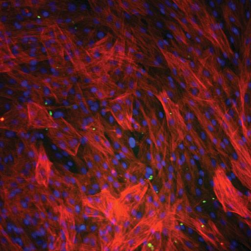 Primary Cell Culture Guide | ATCC