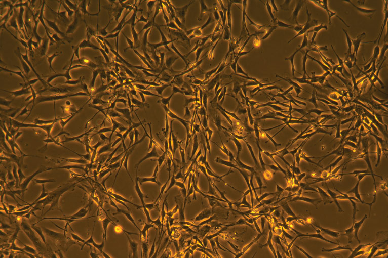 Primary Cell Culture Guide | ATCC
