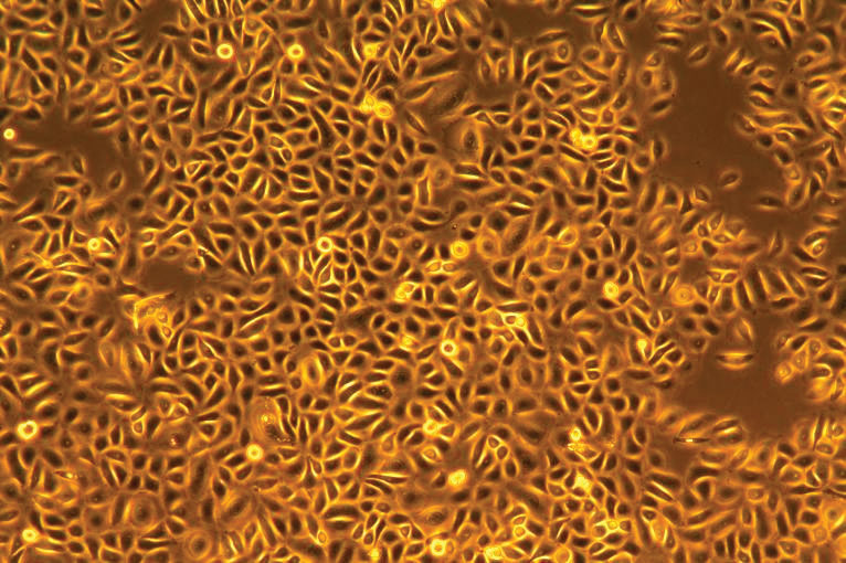 Primary Cell Culture Guide | ATCC