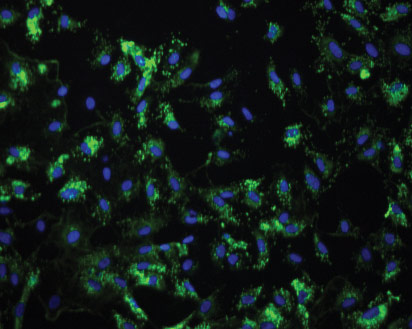 Primary Cell Culture Guide | ATCC