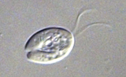 Protistology Culture Guide | ATCC