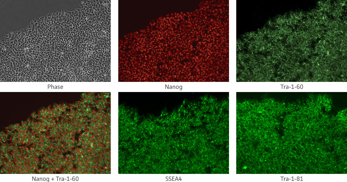 Stem Cell Culture Guide | ATCC