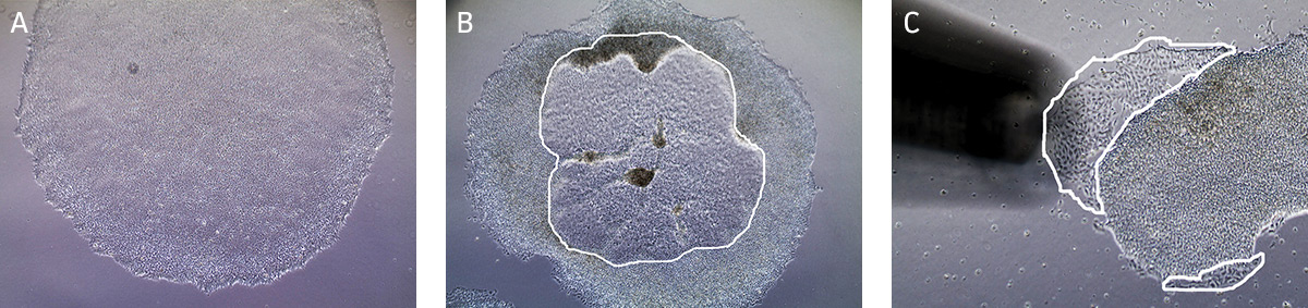 Stem Cell Culture Guide | ATCC