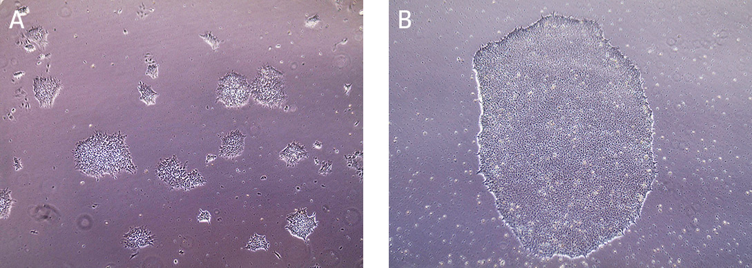 Stem Cell Culture Guide | ATCC