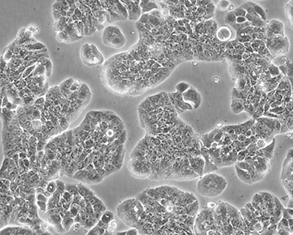 Cell Line Authentication Test Recommendations | ATCC