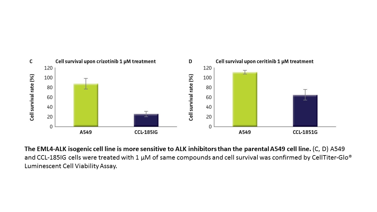 EML4-ALK Fusion-A549 Isogenic Cell Line Human - CCL-185IG | ATCC