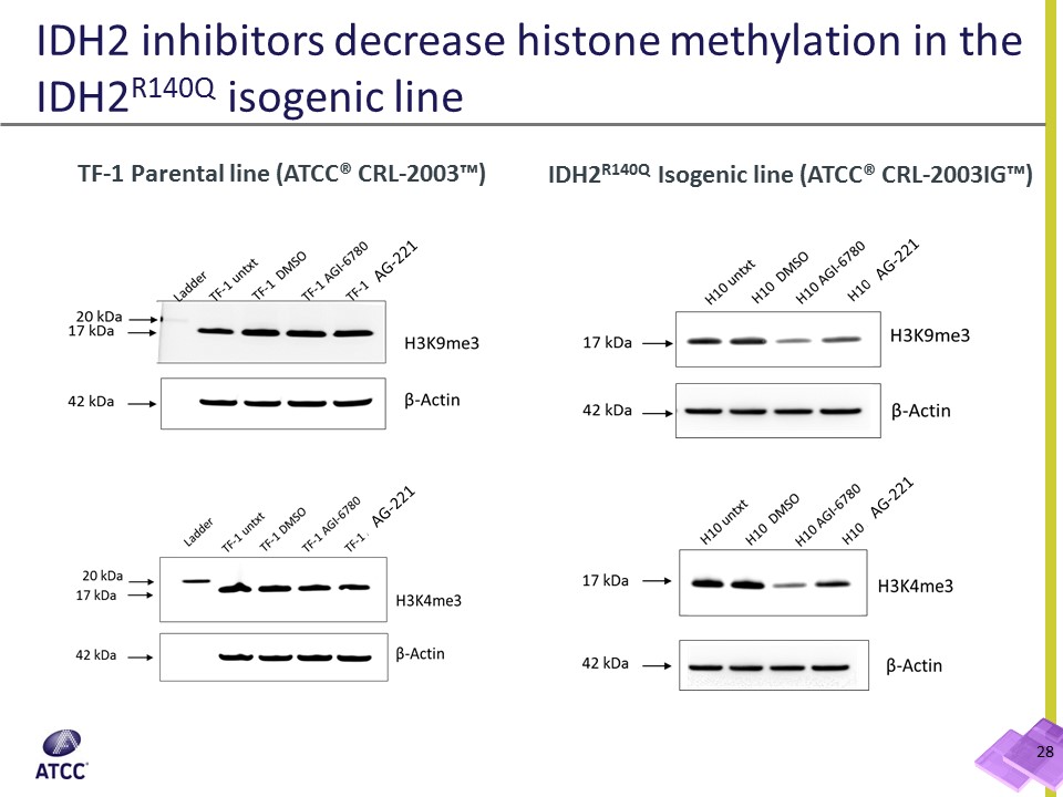 IDH2 mutant-TF-1 Isogenic Cell Line - CRL-2003IG | ATCC