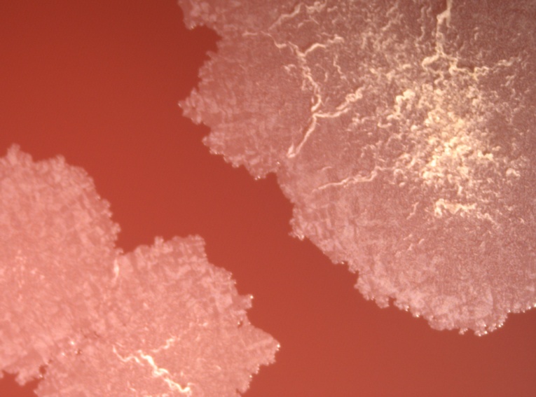 Mycobacterium phlei Lehmann and Neumann - 11758 | ATCC