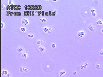 Tetragenococcus halophilus (Mees) Collins et al. - 13623 | ATCC