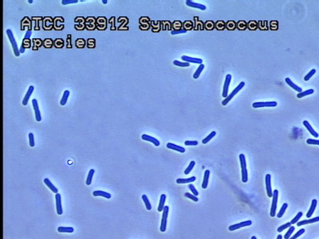 Synechococcus elongatus Nageli - 33912 | ATCC