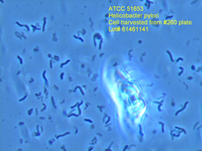 Helicobacter pylori (Marshall et al.) Goodwin et al. - 51653 | ATCC