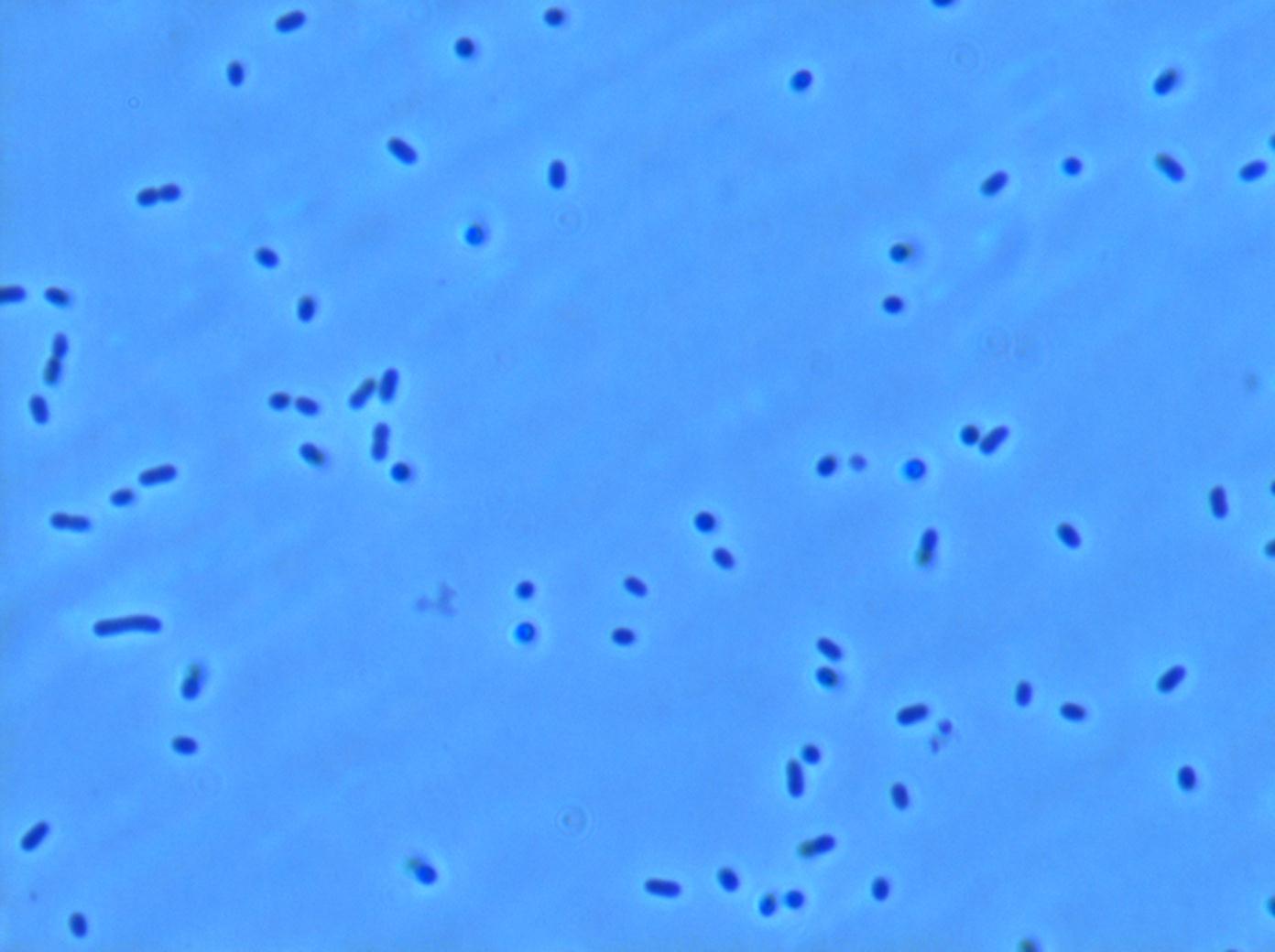 Salmonella enterica subsp. enterica (ex Kauffmann and Edwards) Le Minor ...