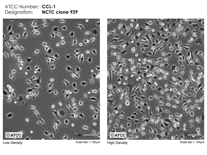NCTC clone 929 [L cell, L-929, derivative of Strain L] - CCL-1 | ATCC
