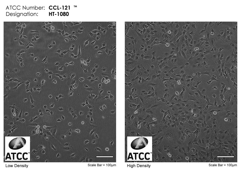 HT-1080 [HT1080] | ATCC