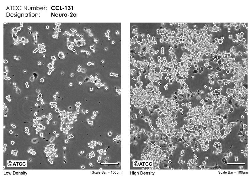 Neuro-2a - CCL-131 | ATCC