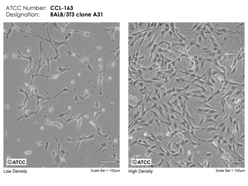 BALB/3T3 clone A31 - CCL-163 | ATCC