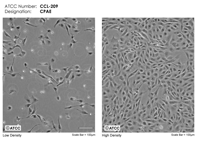CPAE - CCL-209 | ATCC
