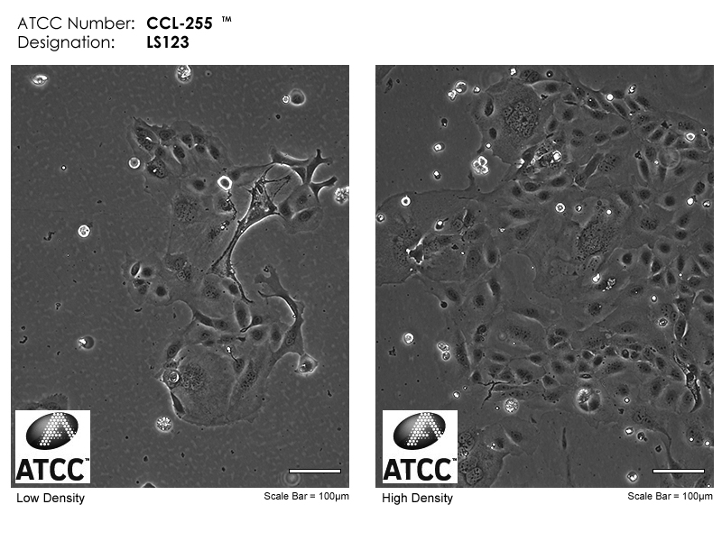 LS123 - CCL-255 | ATCC