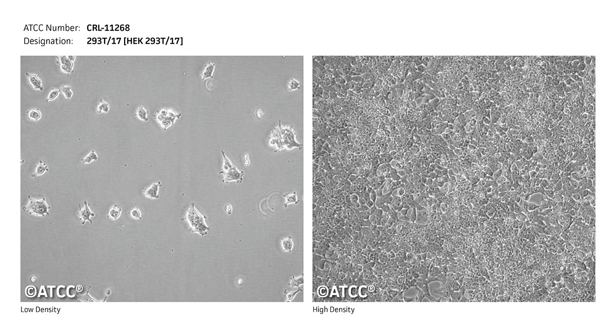 293T/17 [HEK 293T/17] - CRL-11268 | ATCC