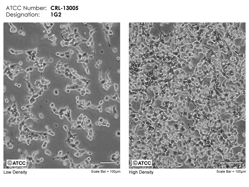1G2 - CRL-13005 | ATCC