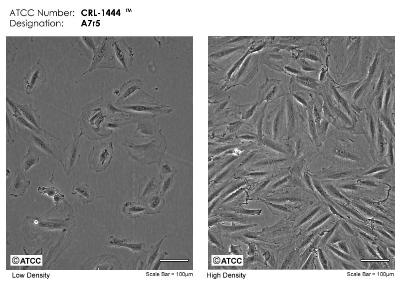 A7r5 | ATCC