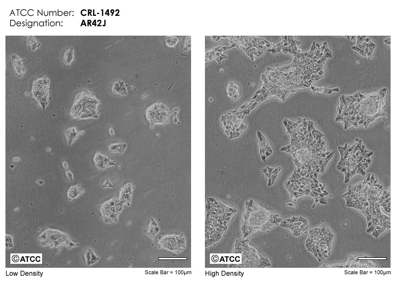 AR42J - CRL-1492 | ATCC