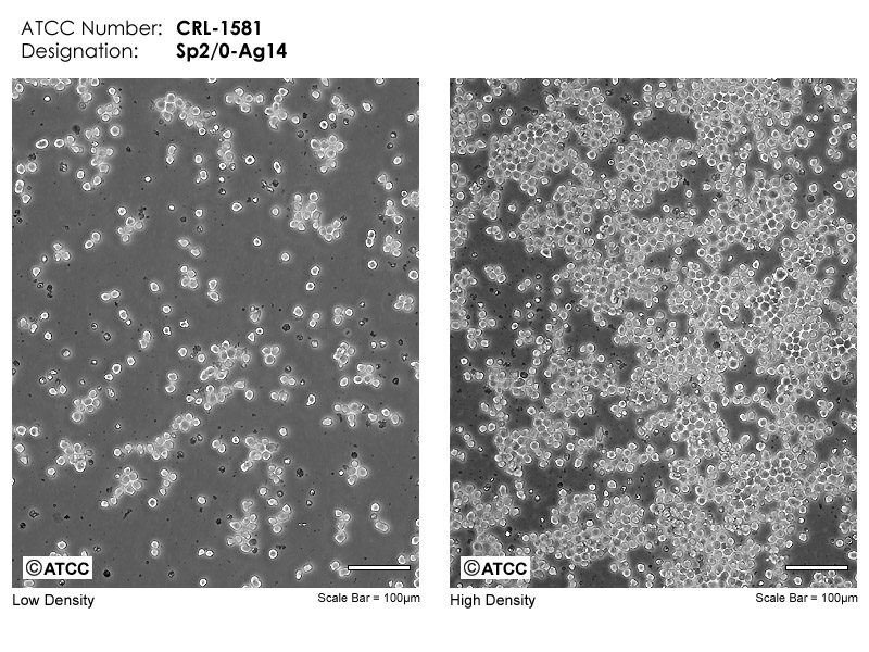 Sp2/0-Ag14 | ATCC